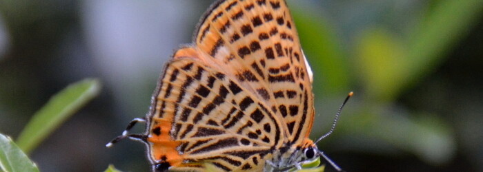 ウラナミアカシジミ – Machi Eco – まちエコ