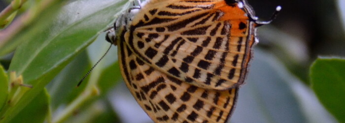 ウラナミアカシジミ – Machi Eco – まちエコ